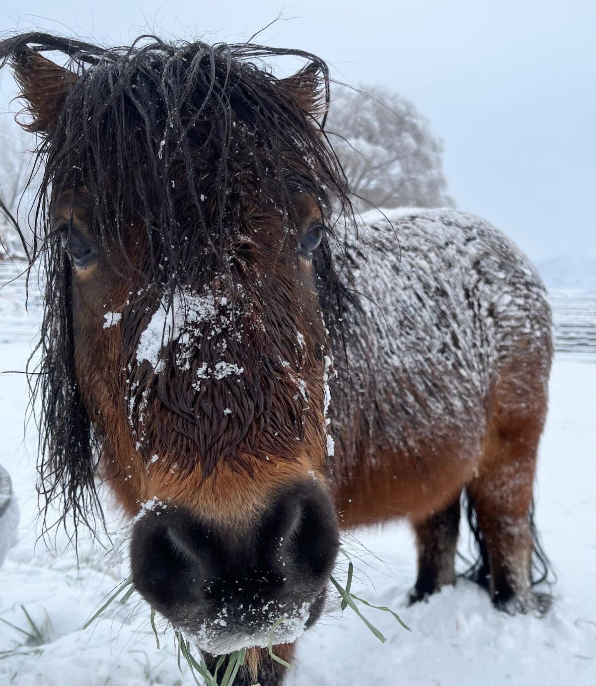 Bronco - Medicine Horse Center